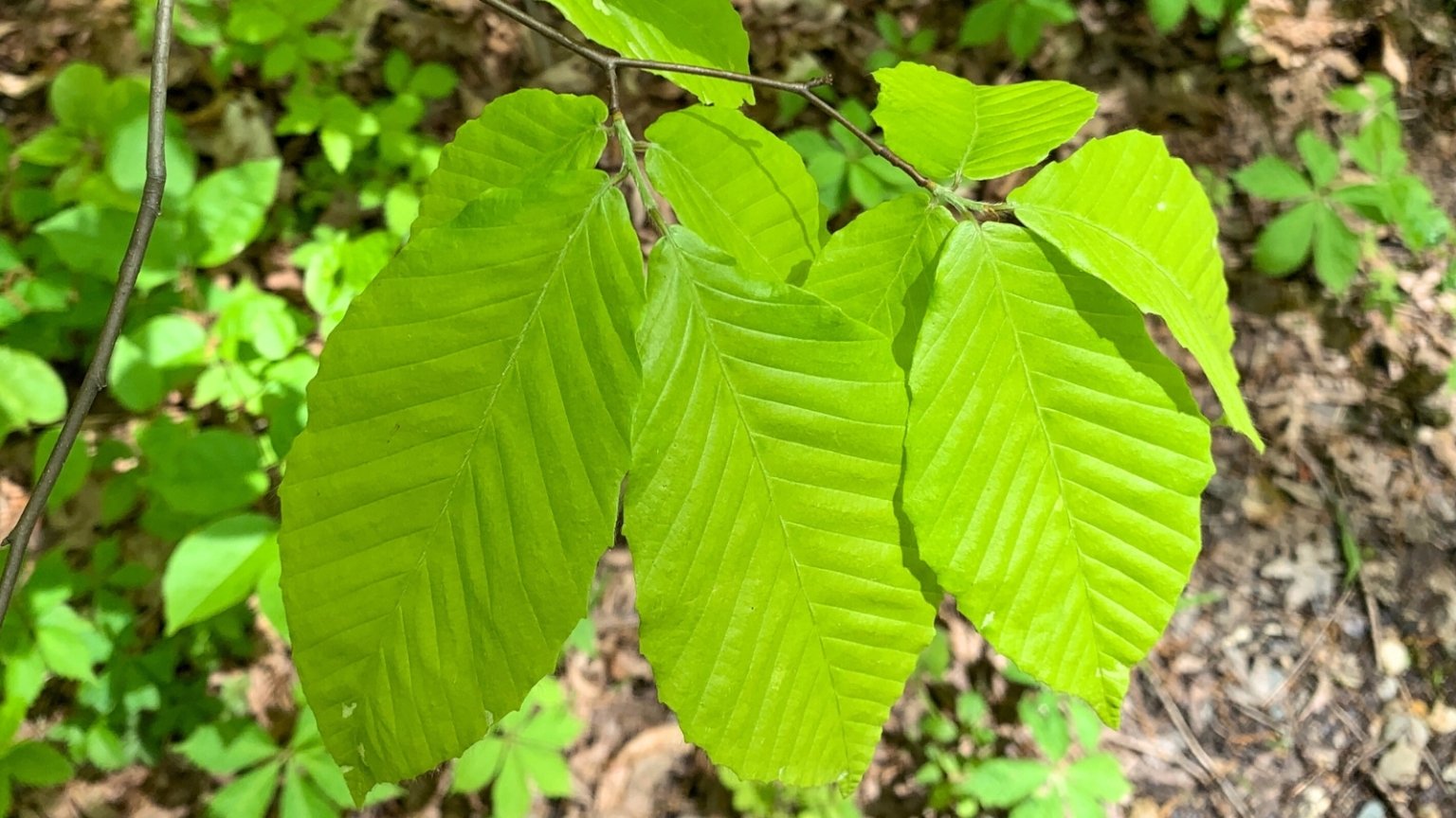 How to Plant, Grow, and Care for American Beech Trees