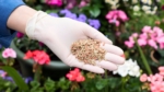 How to Plant, Grow, and Care For Blue Mistflower