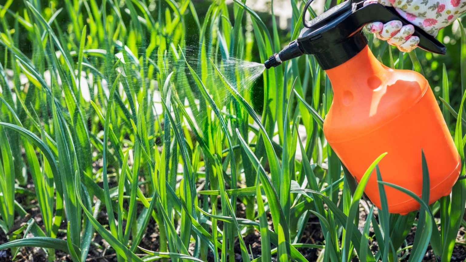 How to Plant, Grow, and Care for Silver White Softneck Garlic