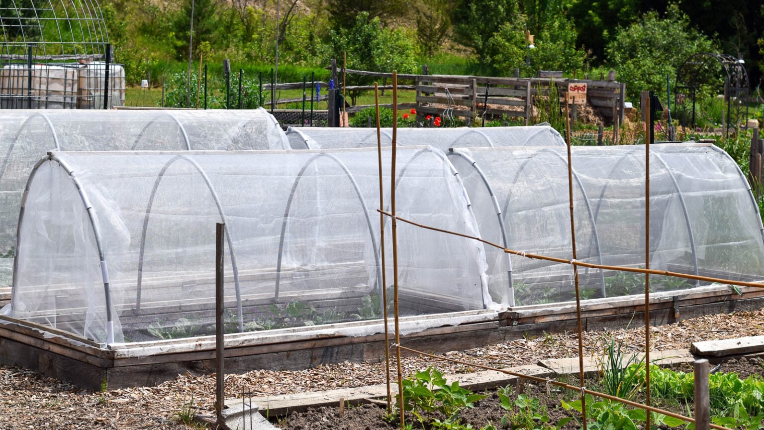 How to Use Floating Row Covers for Temperature and Pest Control