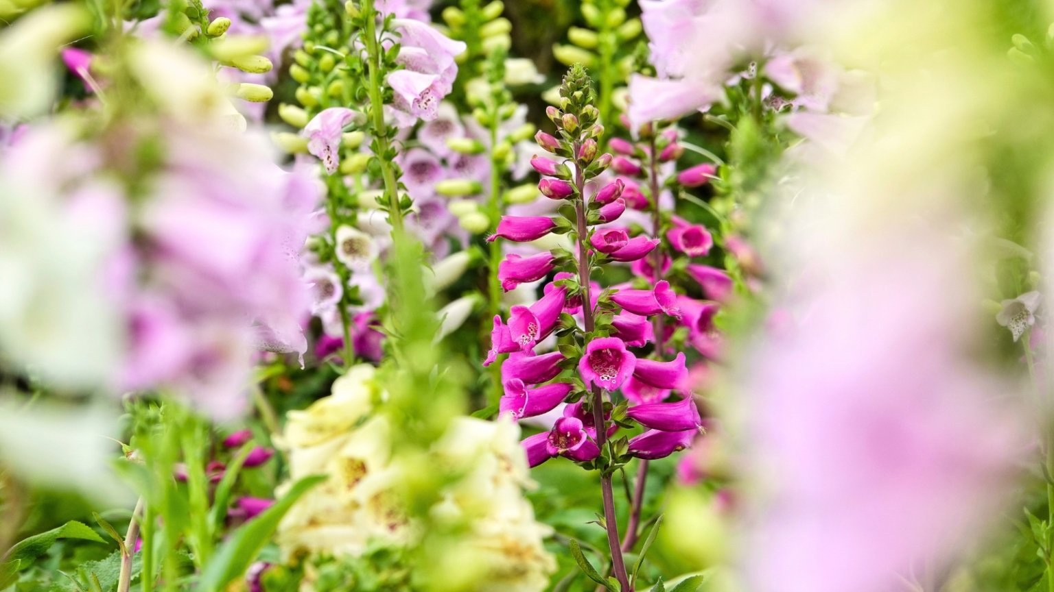 19 Beautiful Foxglove Varieties to Plant This Year