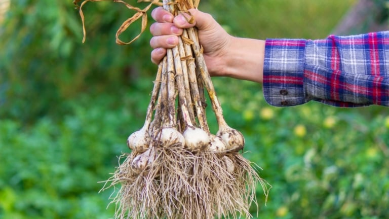 How to Tell Your Garlic is Ready to Harvest