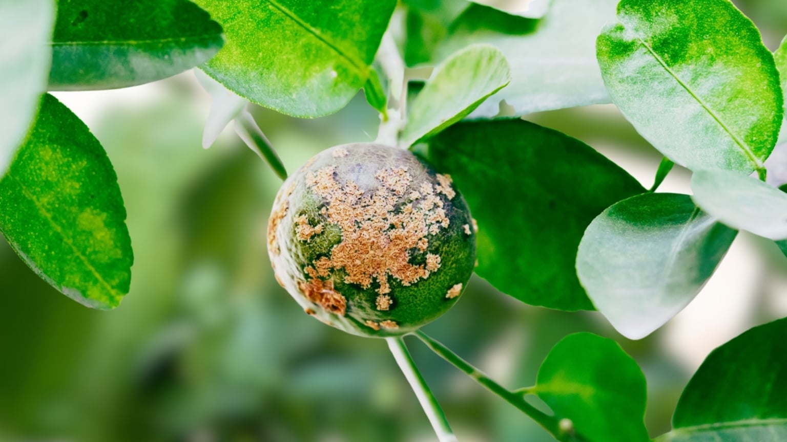 How to Identify, Prevent, and Treat Bacterial Canker in Fruit Trees