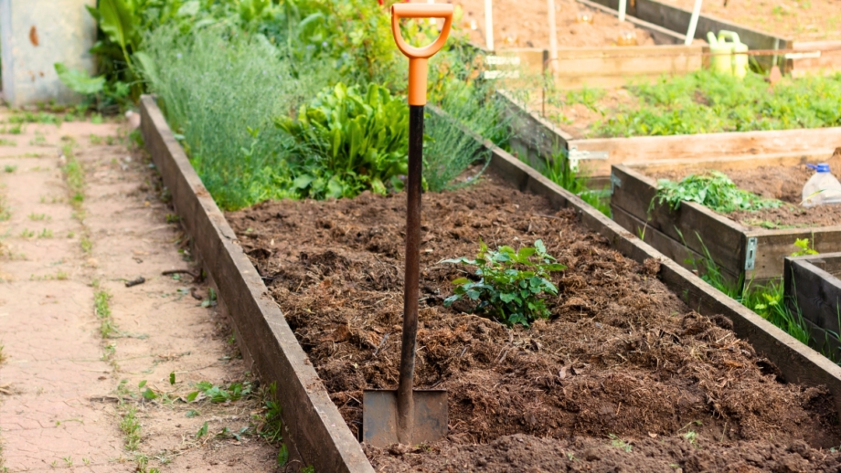 How and When to Start Seeds Outdoors