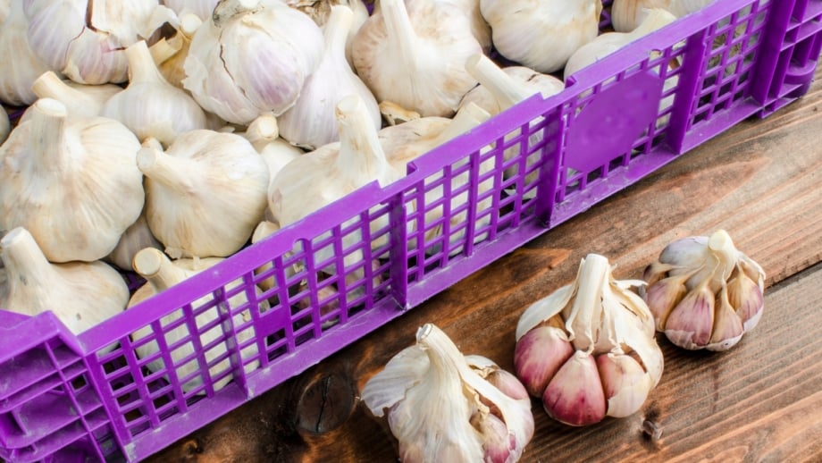 6 Different Methods for Storing Garlic - Epic Gardening