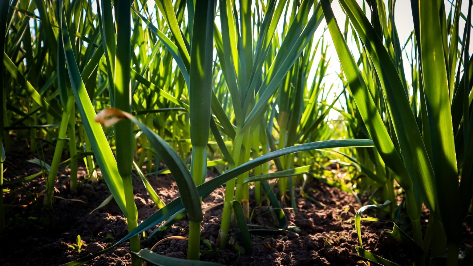 7 Garlic Growing Stages from Planting to Harvest