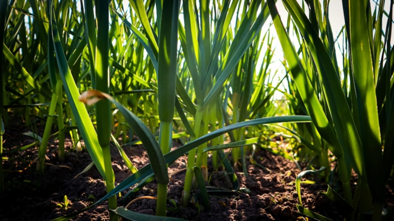 7 Garlic Growing Stages from Planting to Harvest