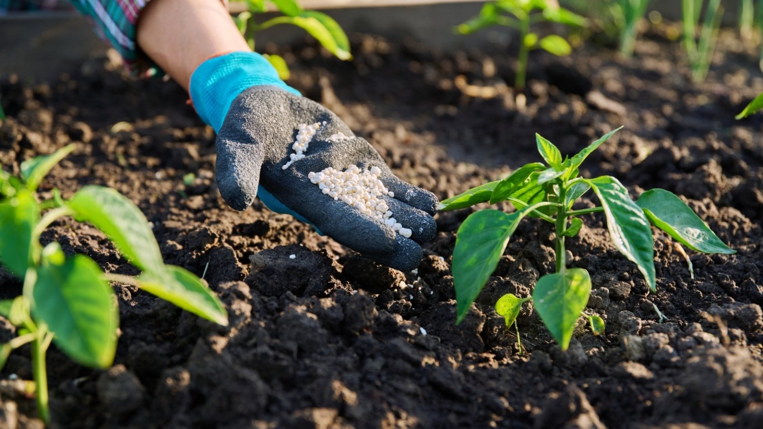 How to Plant, Grow, and Care for Pimiento Peppers