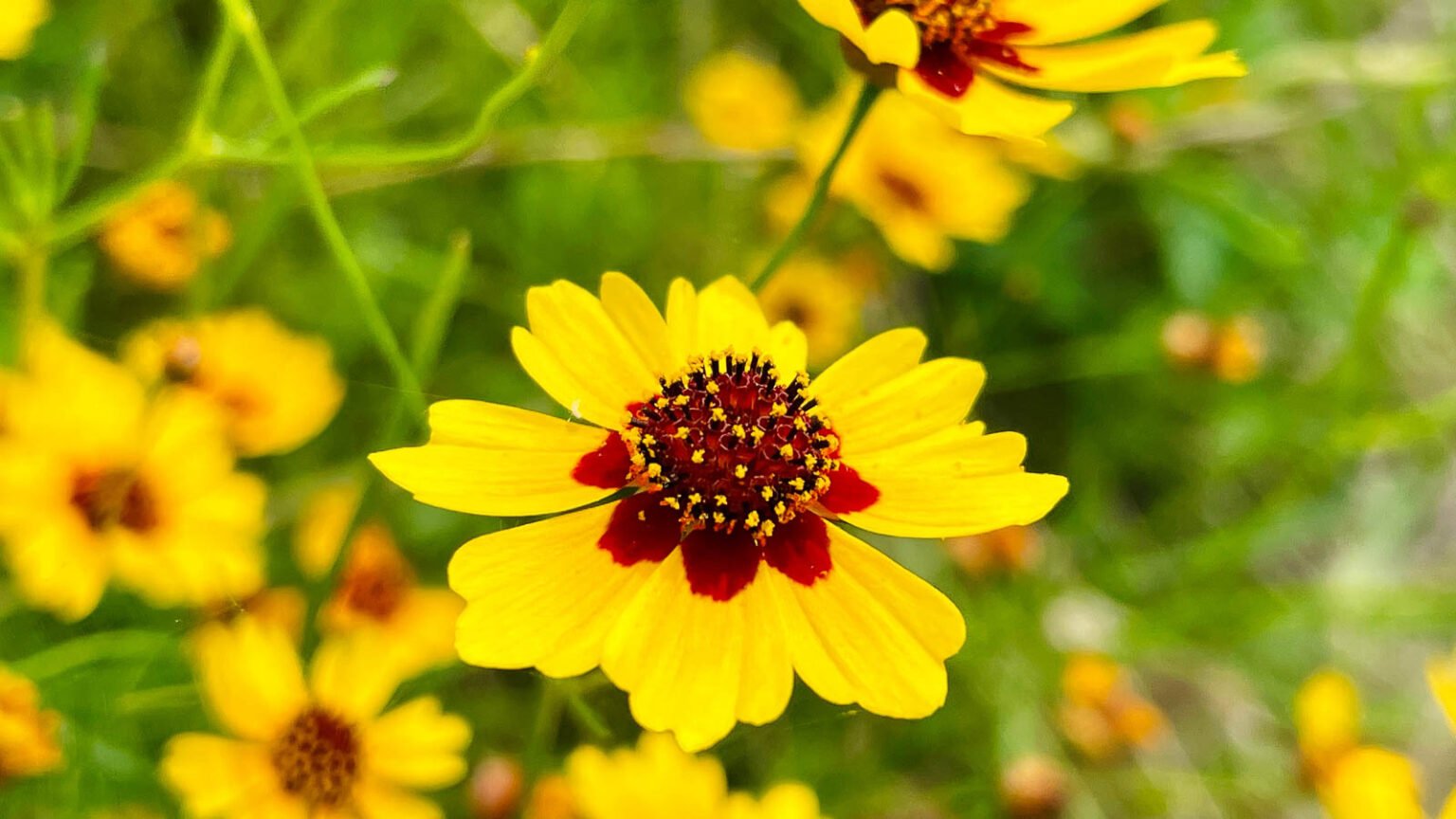 16 Flowers That Look Like Sunflowers
