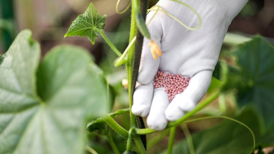An Easy Guide to Garden Fertilizers: Fertilizer Basics