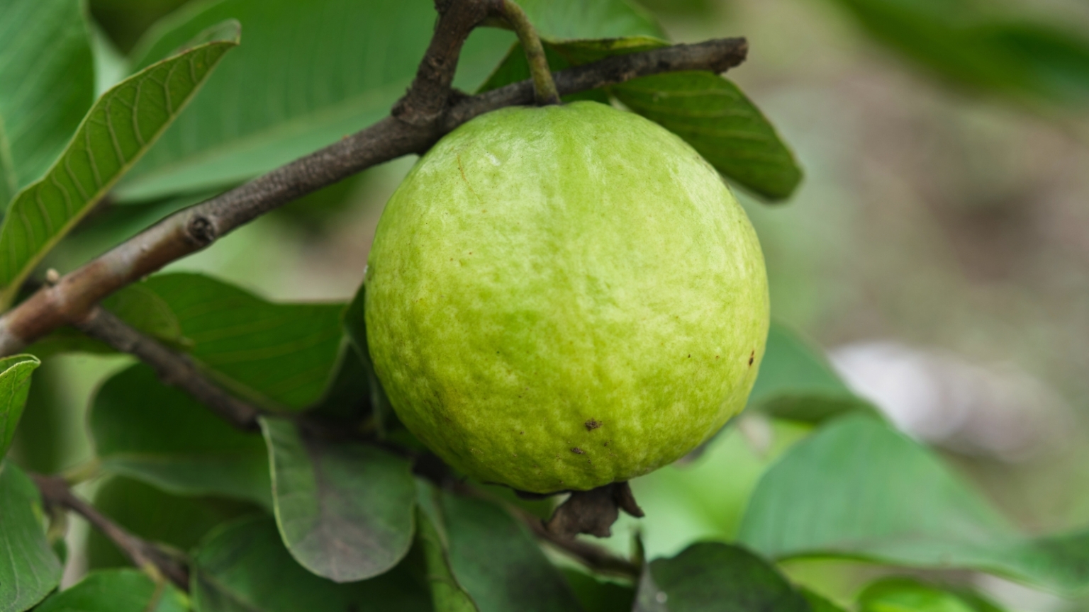 How to Plant, Grow, and Care For ‘Thai White’ Guava Trees