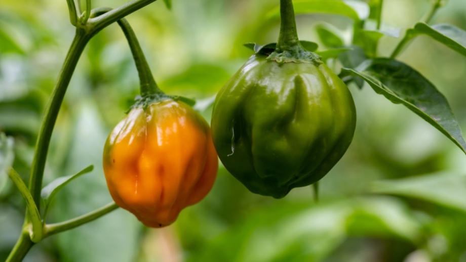 A Comprehensive Guide to Creating Your Own Hybrid Peppers