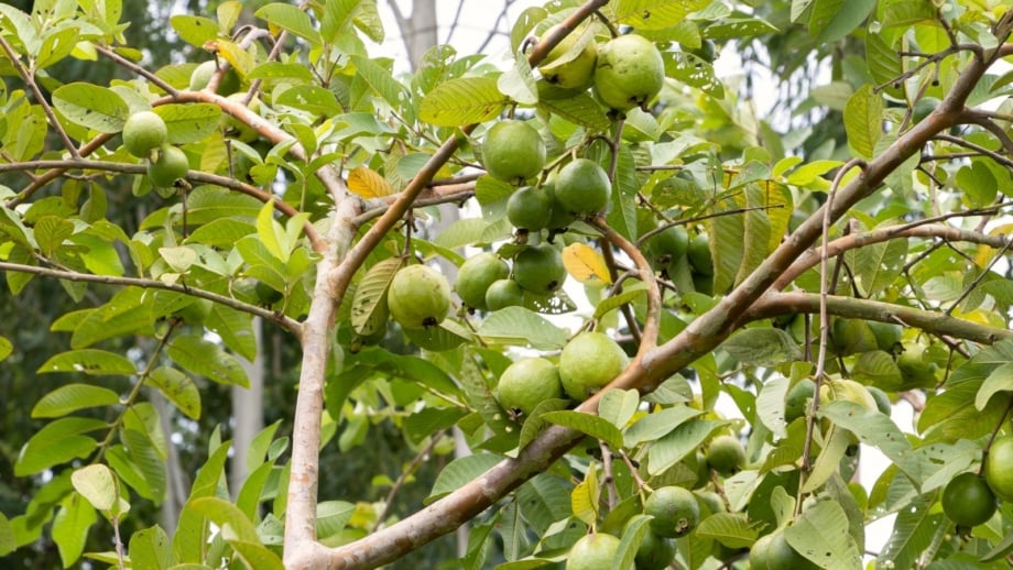 How to Plant, Grow, and Care For ‘Thai White’ Guava Trees