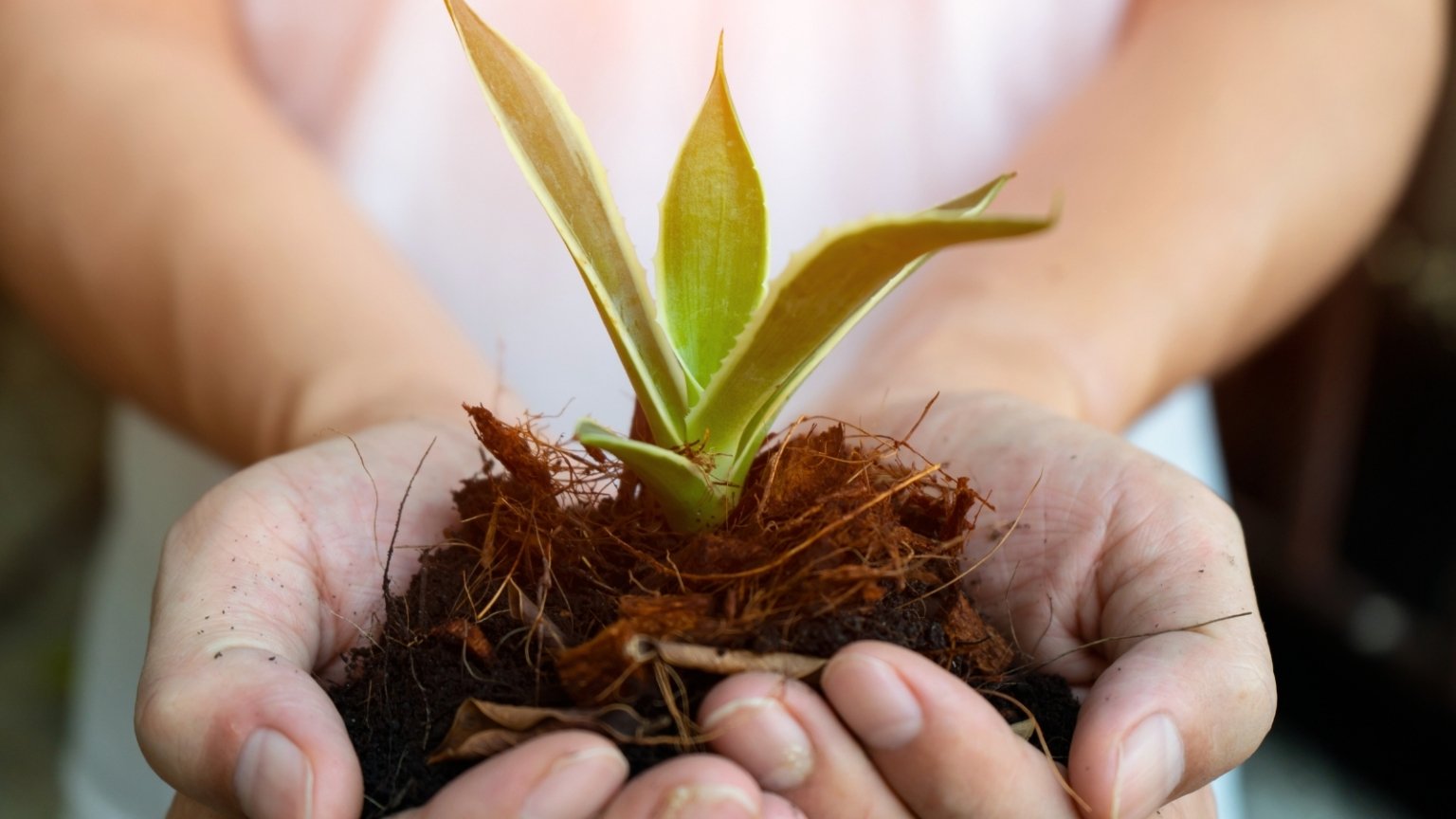 How to Propagate Agave From Leaf Cuttings