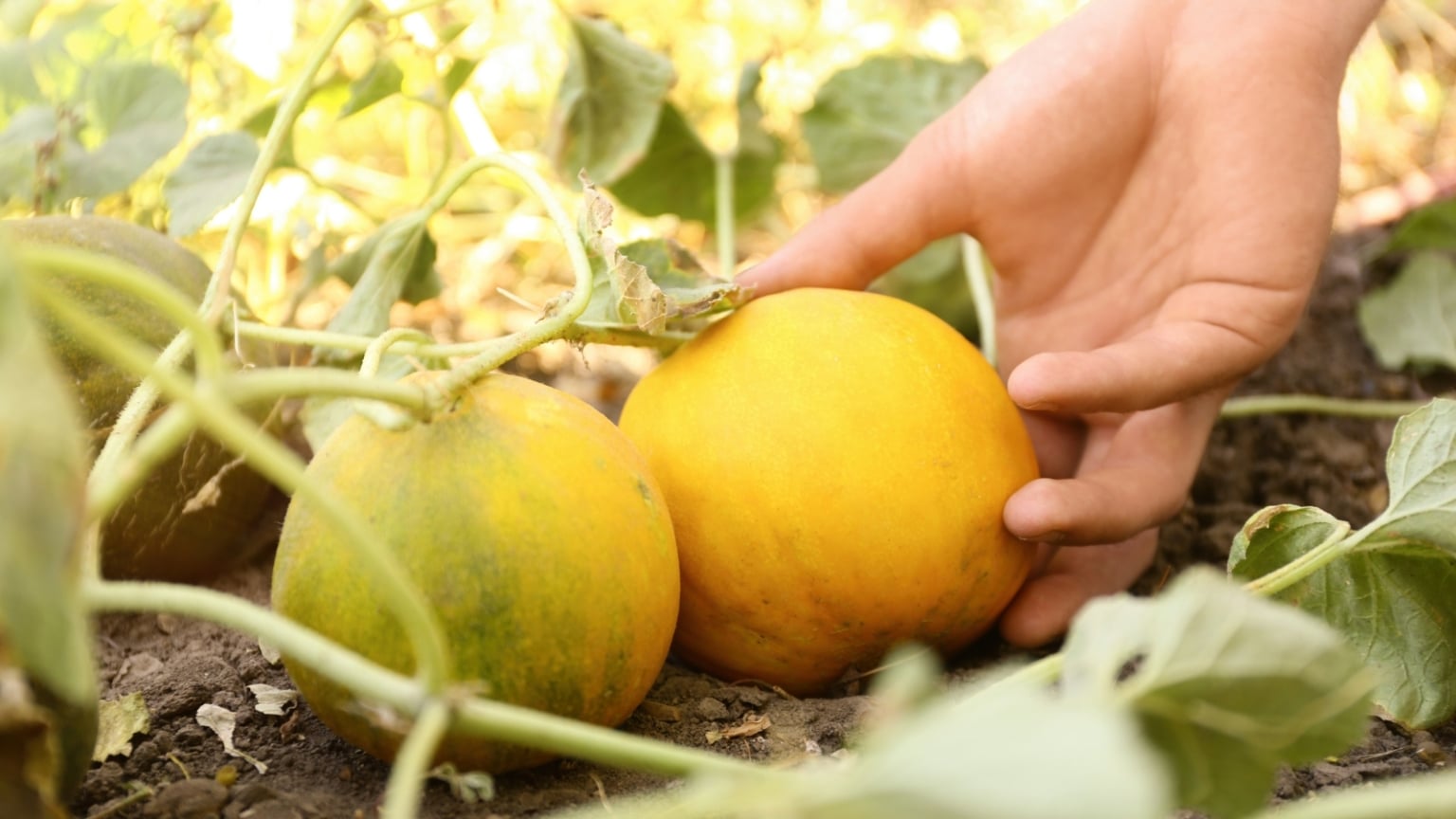 7 Tips for Growing Melons in Raised Beds