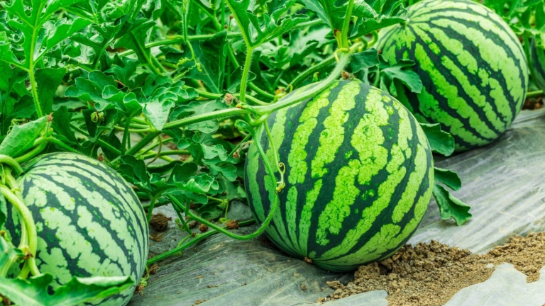 How and When To Harvest Watermelons For Peak Sweetness