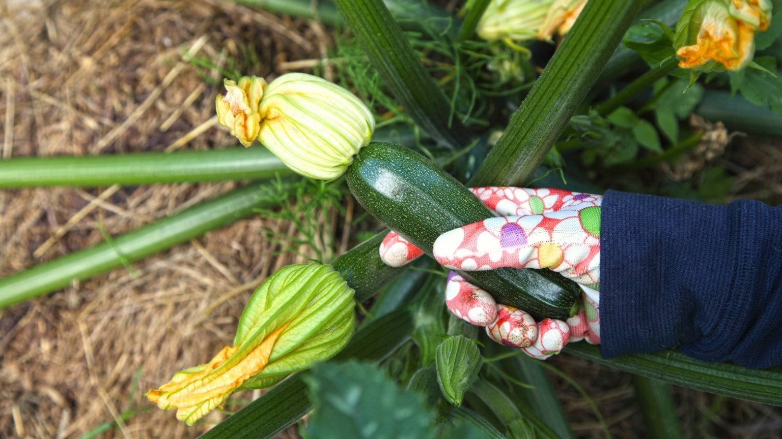 Zucchini Rotting at The Ends: Treating Blossom-End Rot in Zucchini