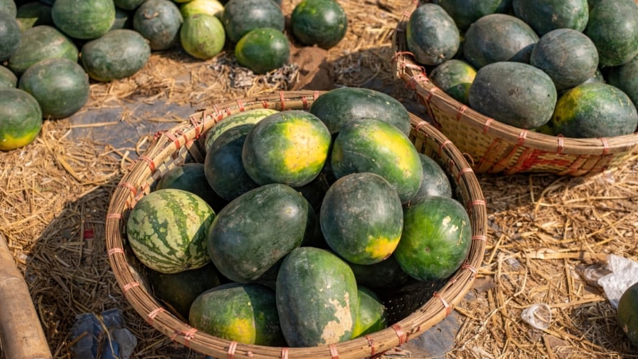 How to Grow Watermelons in Pots and Containers