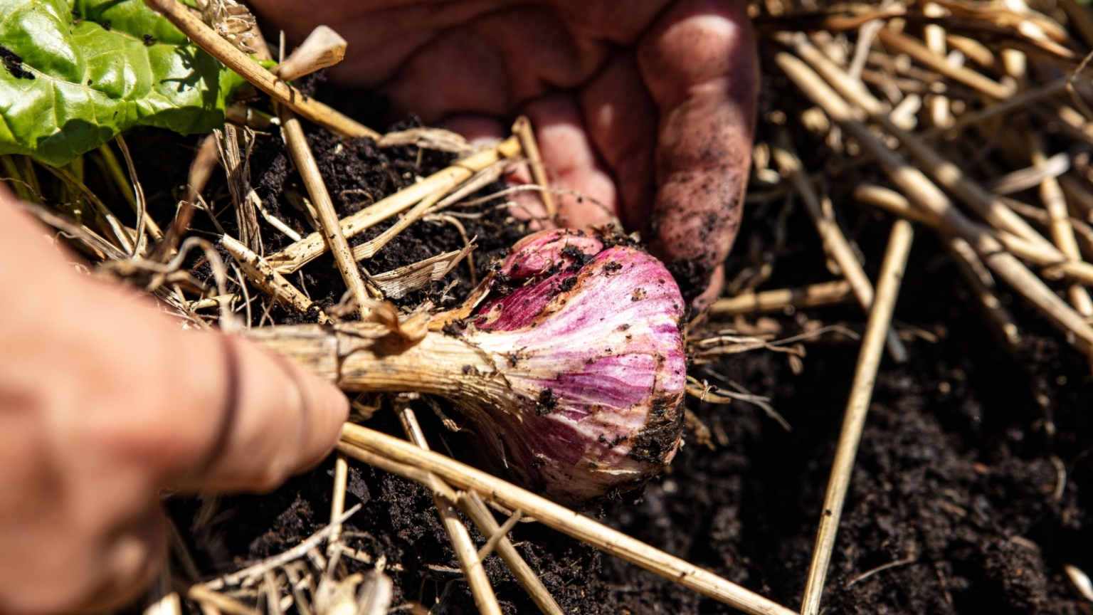 How to Plant, Grow, and Care For Inchelium Red Softneck Garlic