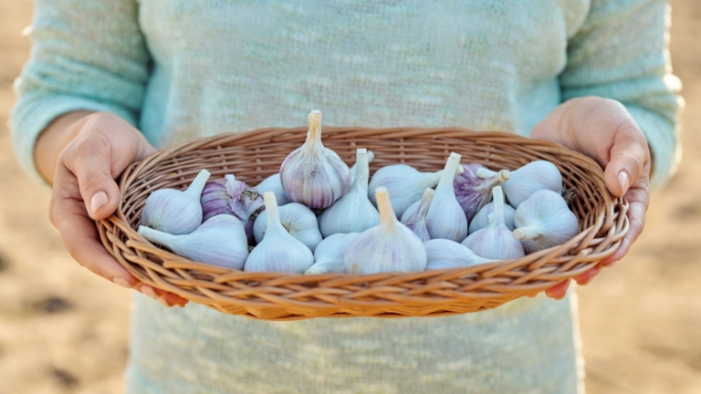 How to Plant, Grow, and Care for Romanian Red Hardneck Garlic