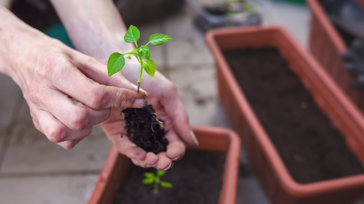 How to Plant, Grow, and Care for Pimiento Peppers