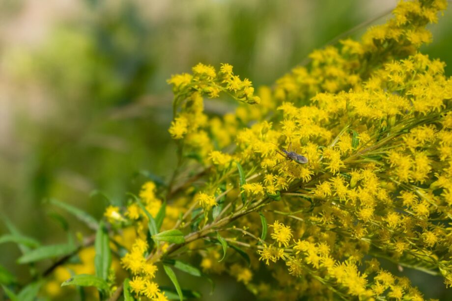 Our Top 5 Favorite Native Plants for Biodiversity by Region