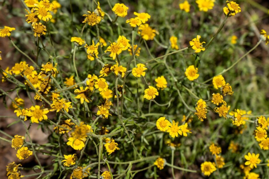 Our Top 5 Favorite Native Plants for Biodiversity by Region