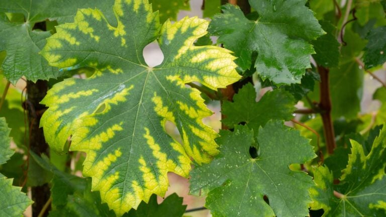 What Is Chlorosis? Treating Iron Deficiency in Plants