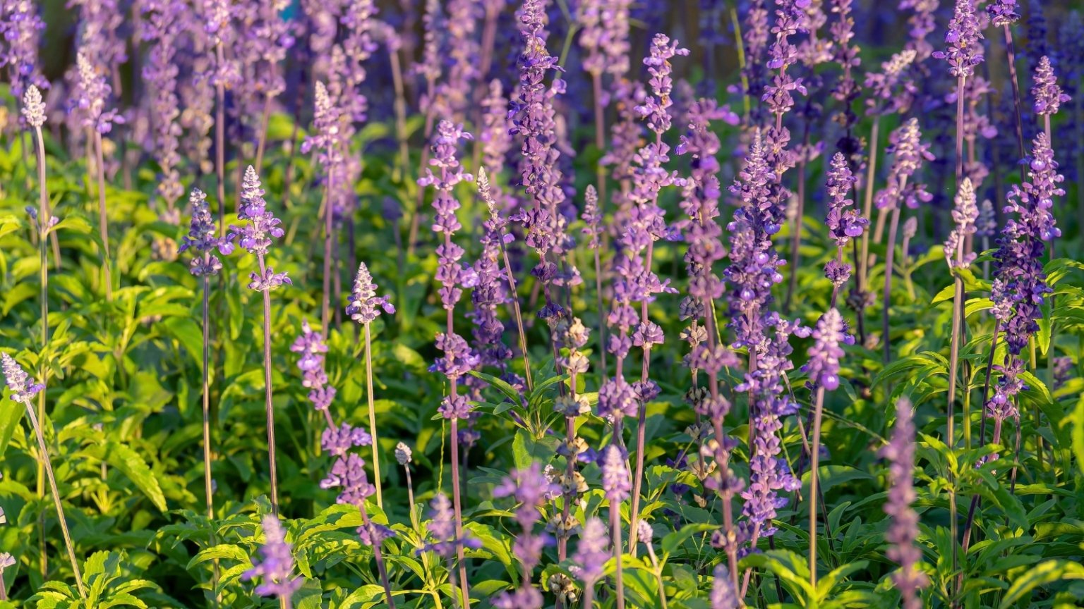 21 Lavender Look-alikes for Your Landscape