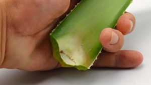 How to Propagate Agave From Leaf Cuttings