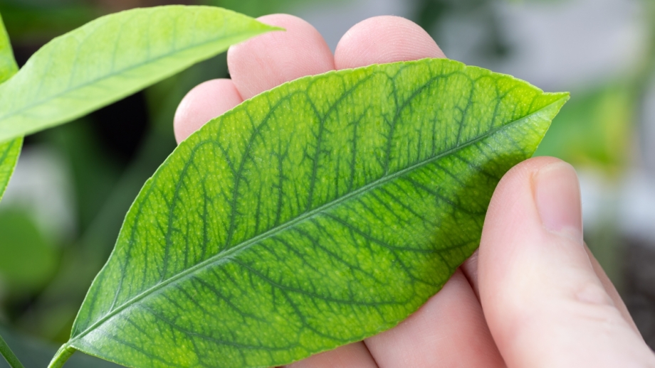 What Is Chlorosis? Treating Iron Deficiency in Plants