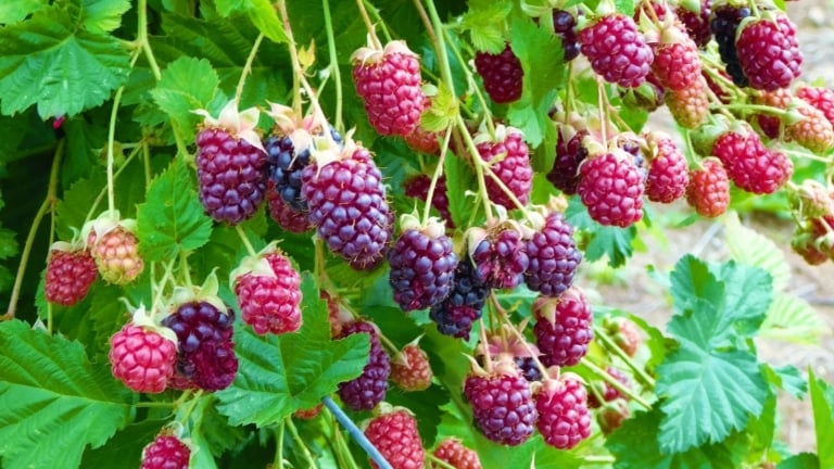 How to Plant, Grow, and Care for Marionberries