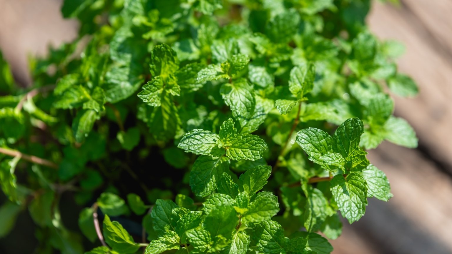 19 Mint Varieties For Your Edible Garden