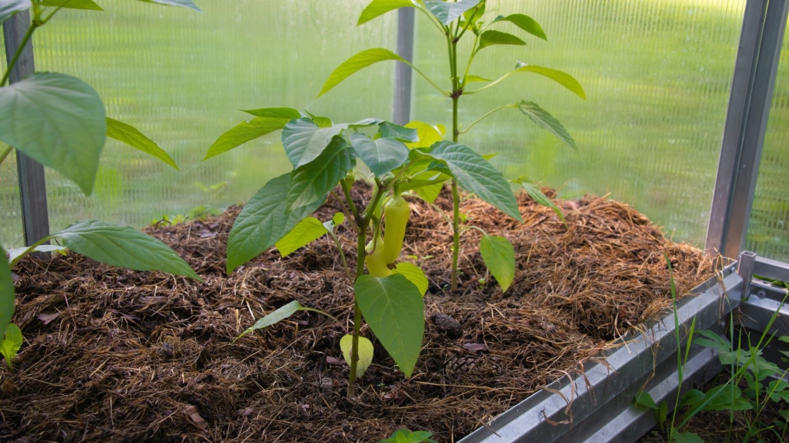 How to Plant, Grow, and Care for Pimiento Peppers
