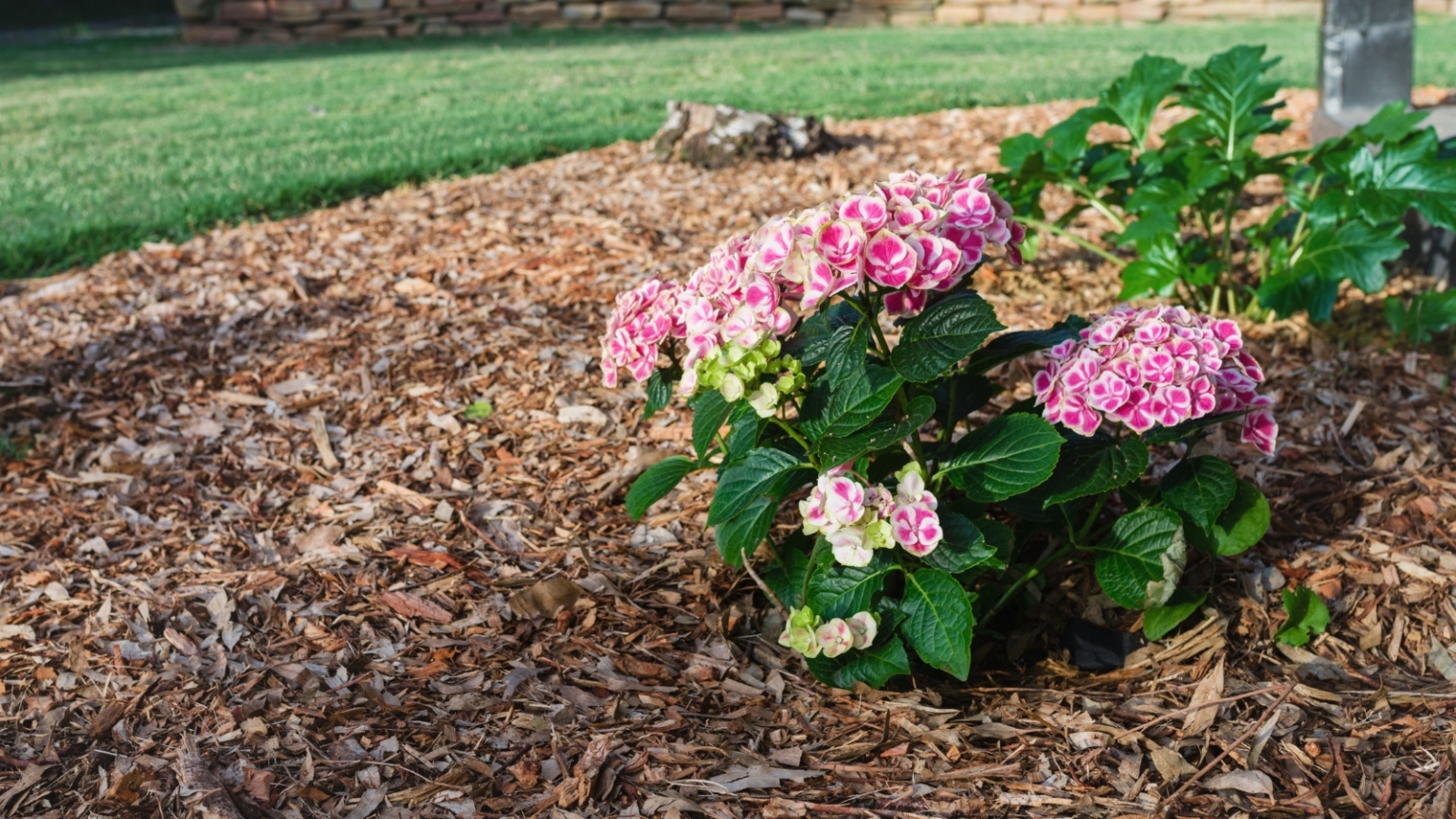 Hydrangeas for Beginners: 7 Care Tips for Beautiful Blooms