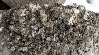 How to Use Seabird Guano in the Garden