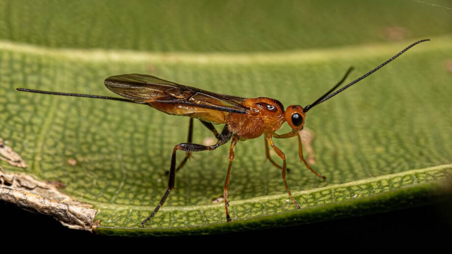 How to Identify, Control, and Prevent Tarnished Plant Bug