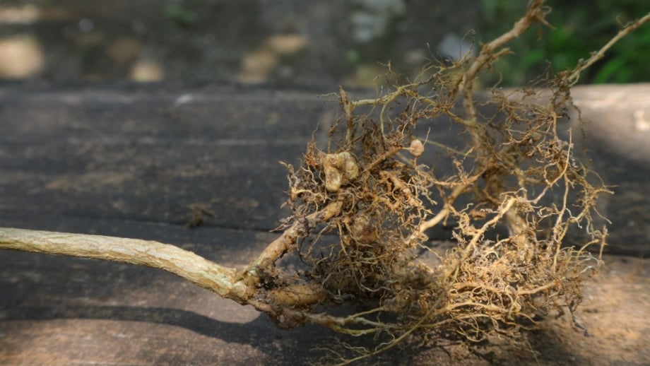 What is Mycorrhizal Fungi? Is It Good For My Garden?