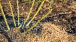 A Comprehensive Guide to Rose Propagation