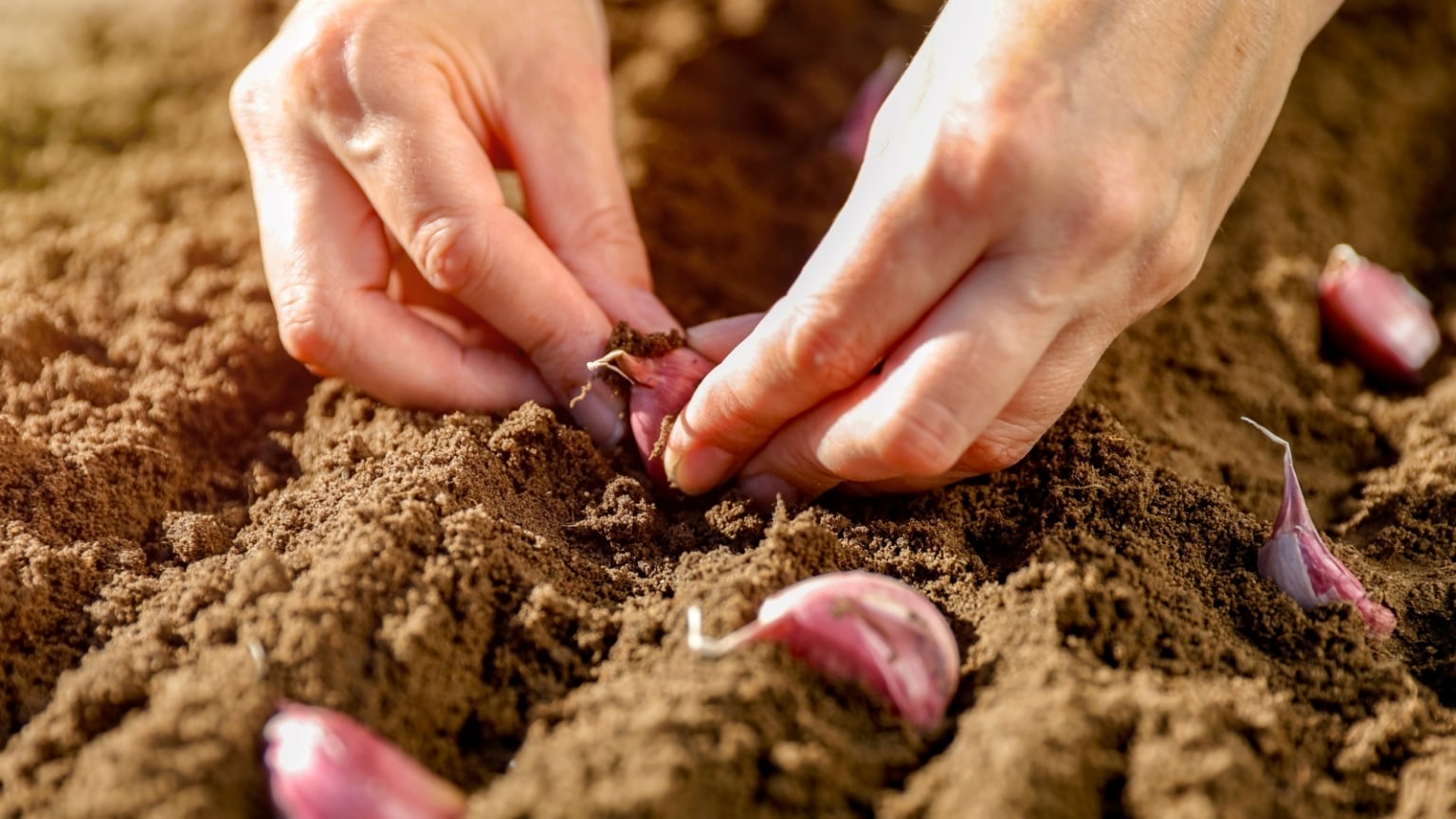 How to Plant, Grow, and Care for Music Hardneck Garlic