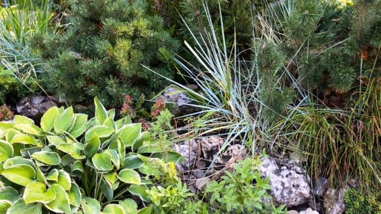 23 Plants To Grow Under Pine Trees