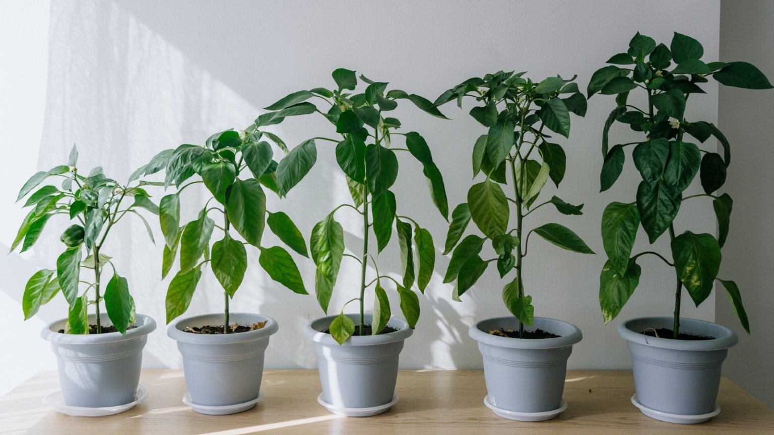 How to Plant, Grow, and Care for Pimiento Peppers