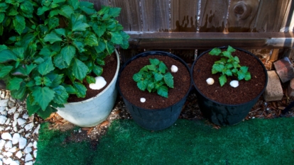 How to Plant, Grow, and Care for Patchouli