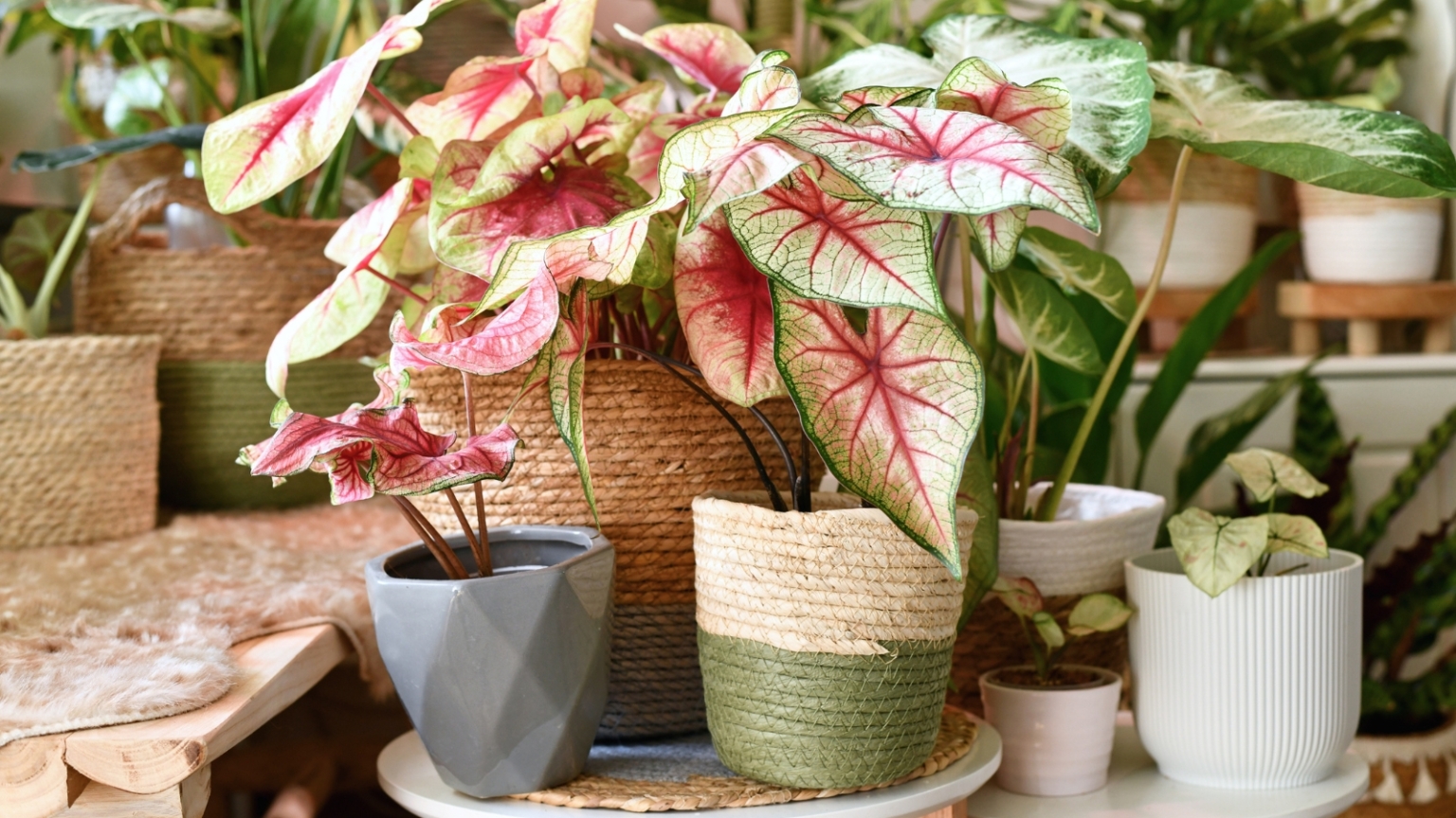 25 Beautiful Caladium Varieties for Your Indoor or Shade Garden