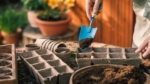 How to Plant, Grow, and Care For Geum Flowers