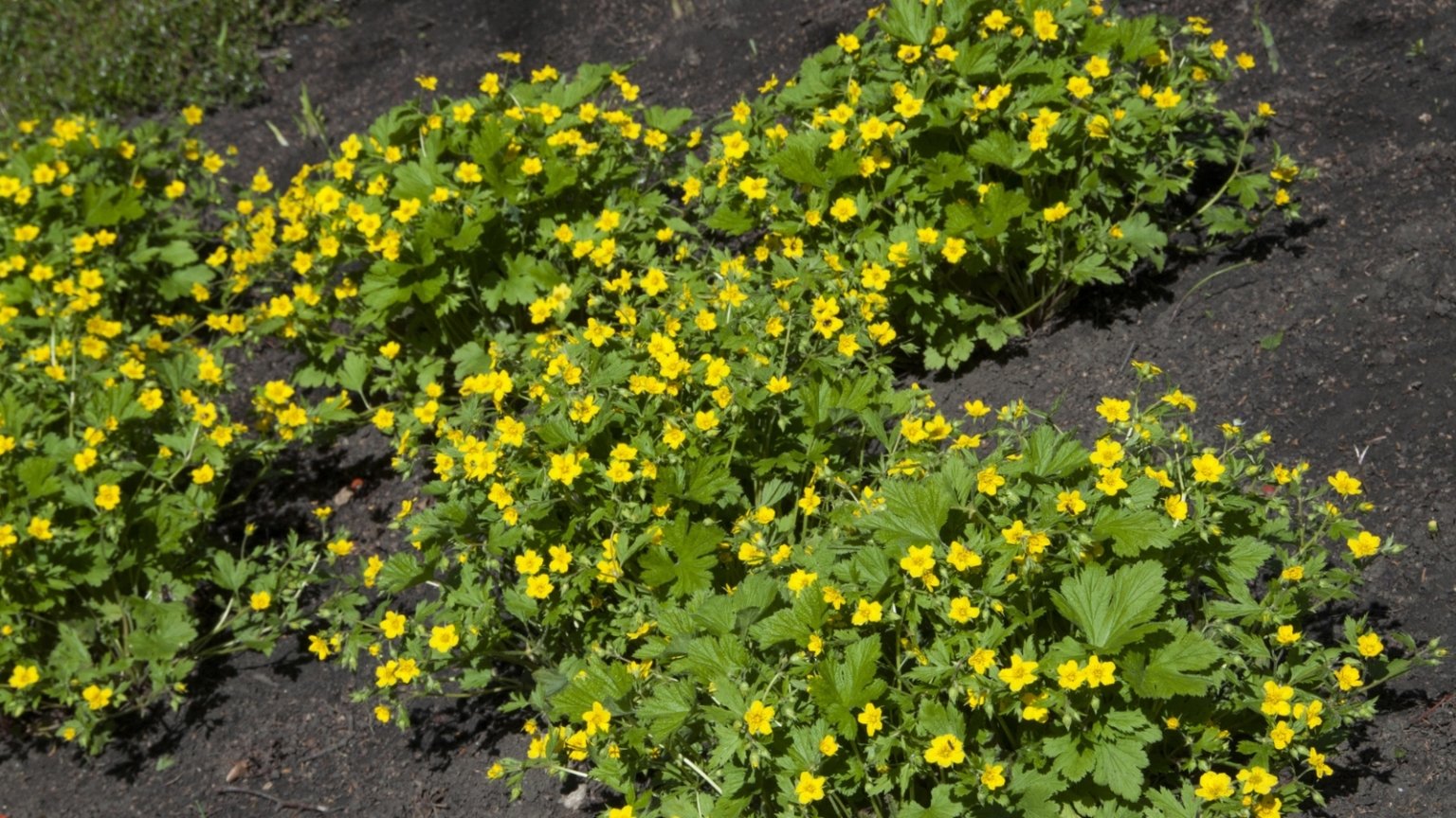 How to Plant, Grow, and Care For Geum Flowers