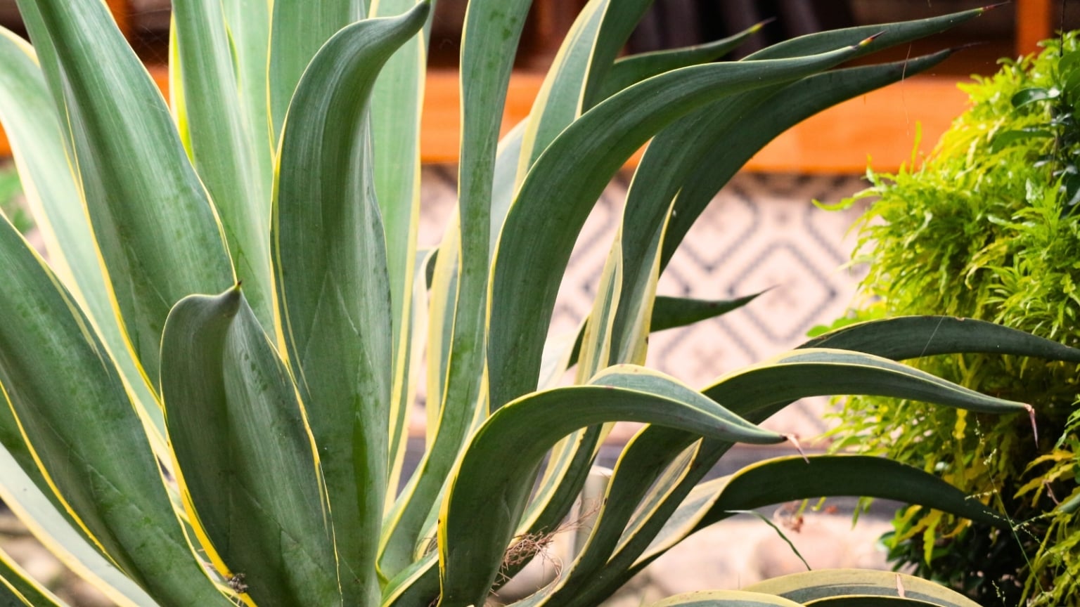 How to Propagate Agave From Leaf Cuttings