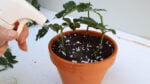 How to Propagate Roses From Cuttings in 6 Easy Steps