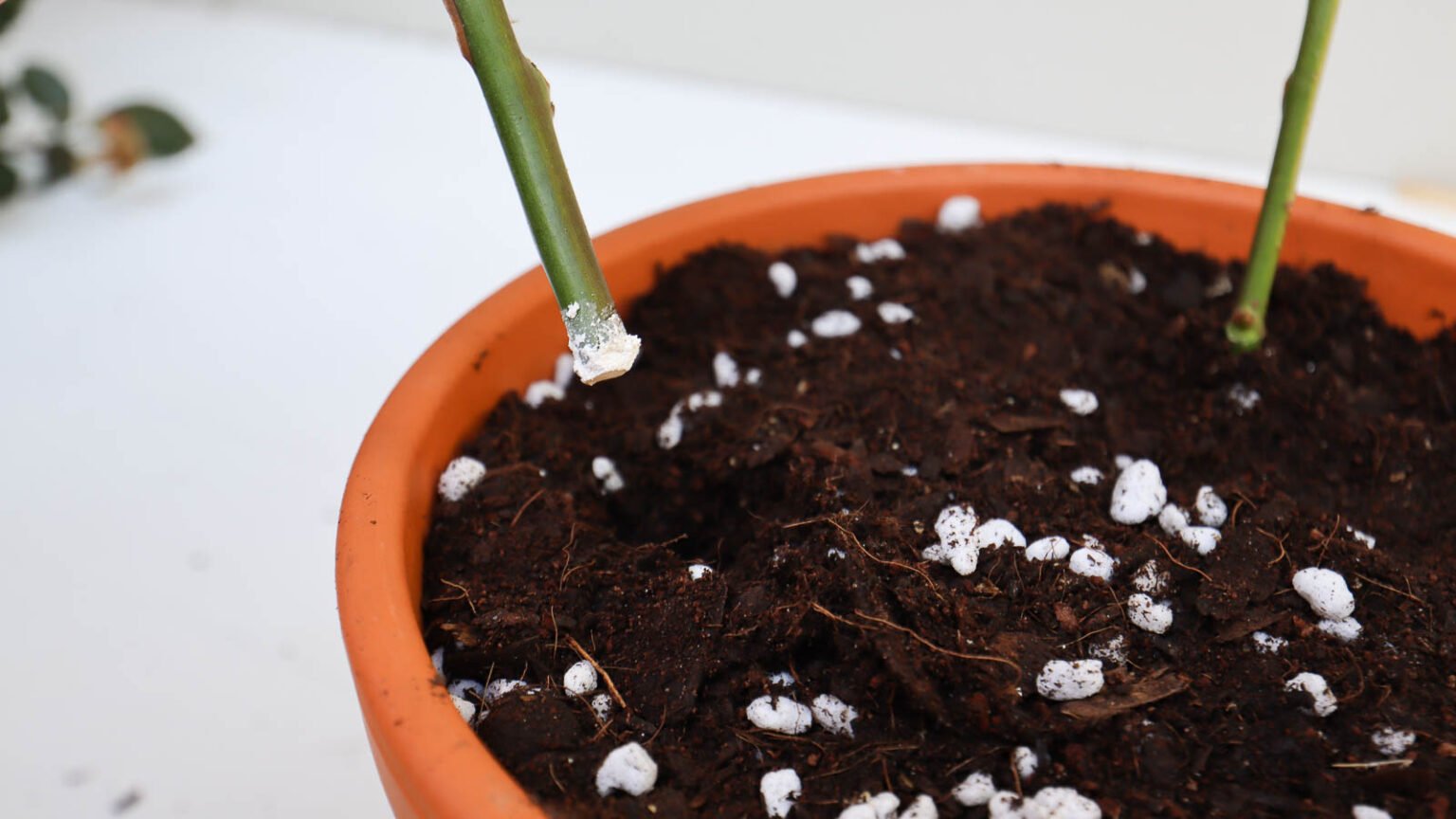 How to Propagate Roses From Cuttings in 6 Easy Steps