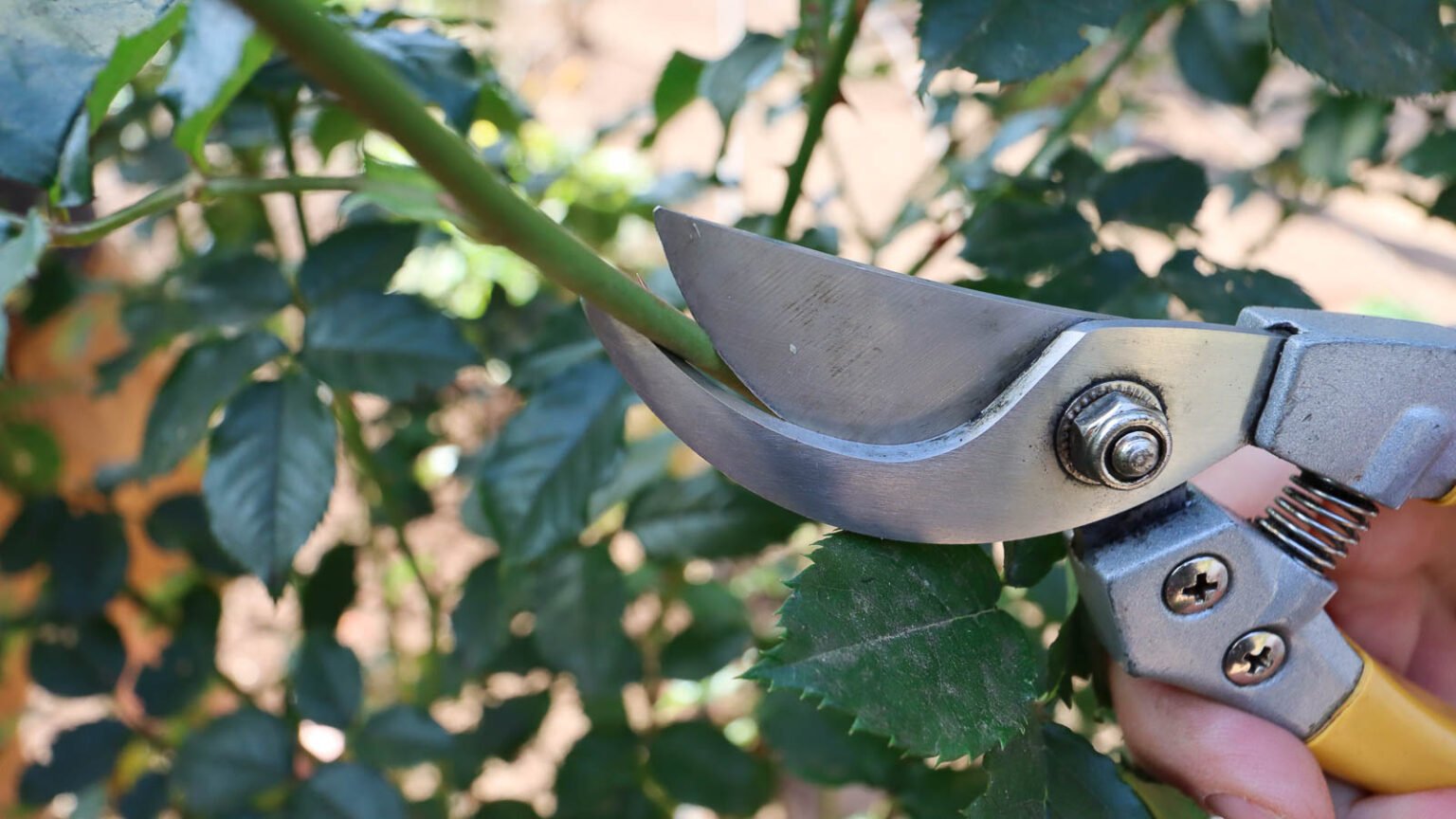 How to Propagate Roses From Cuttings in 6 Easy Steps